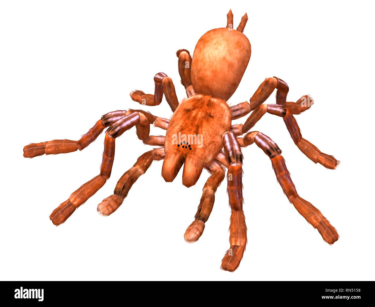Tarantula spider 3d illustration isolated on the white background Stock ...