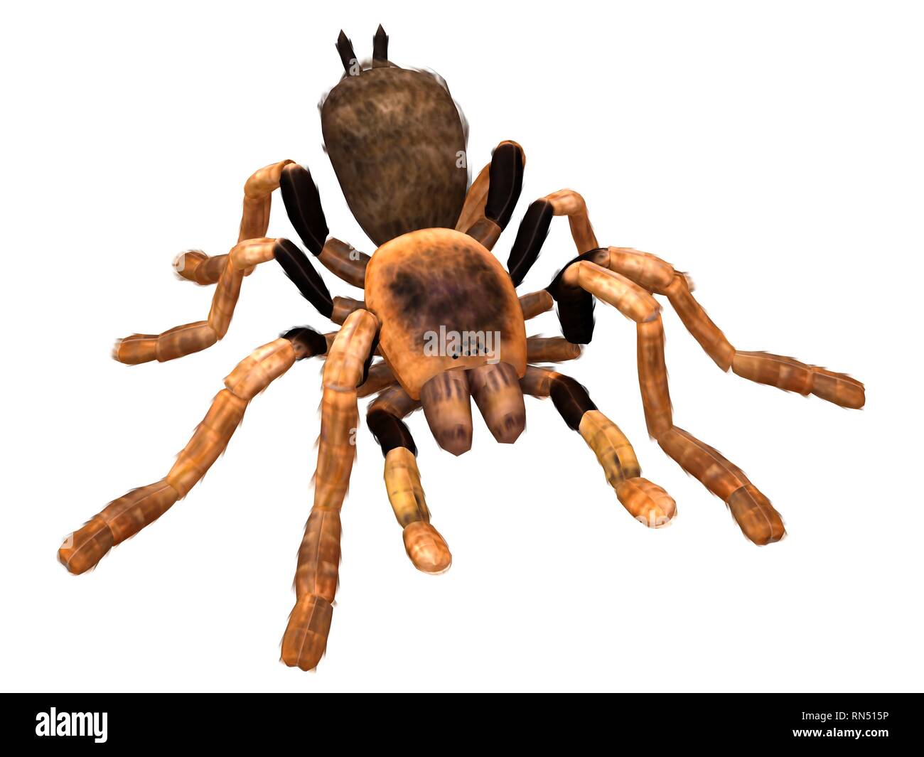 Tarantula spider 3d illustration isolated on the white background Stock ...