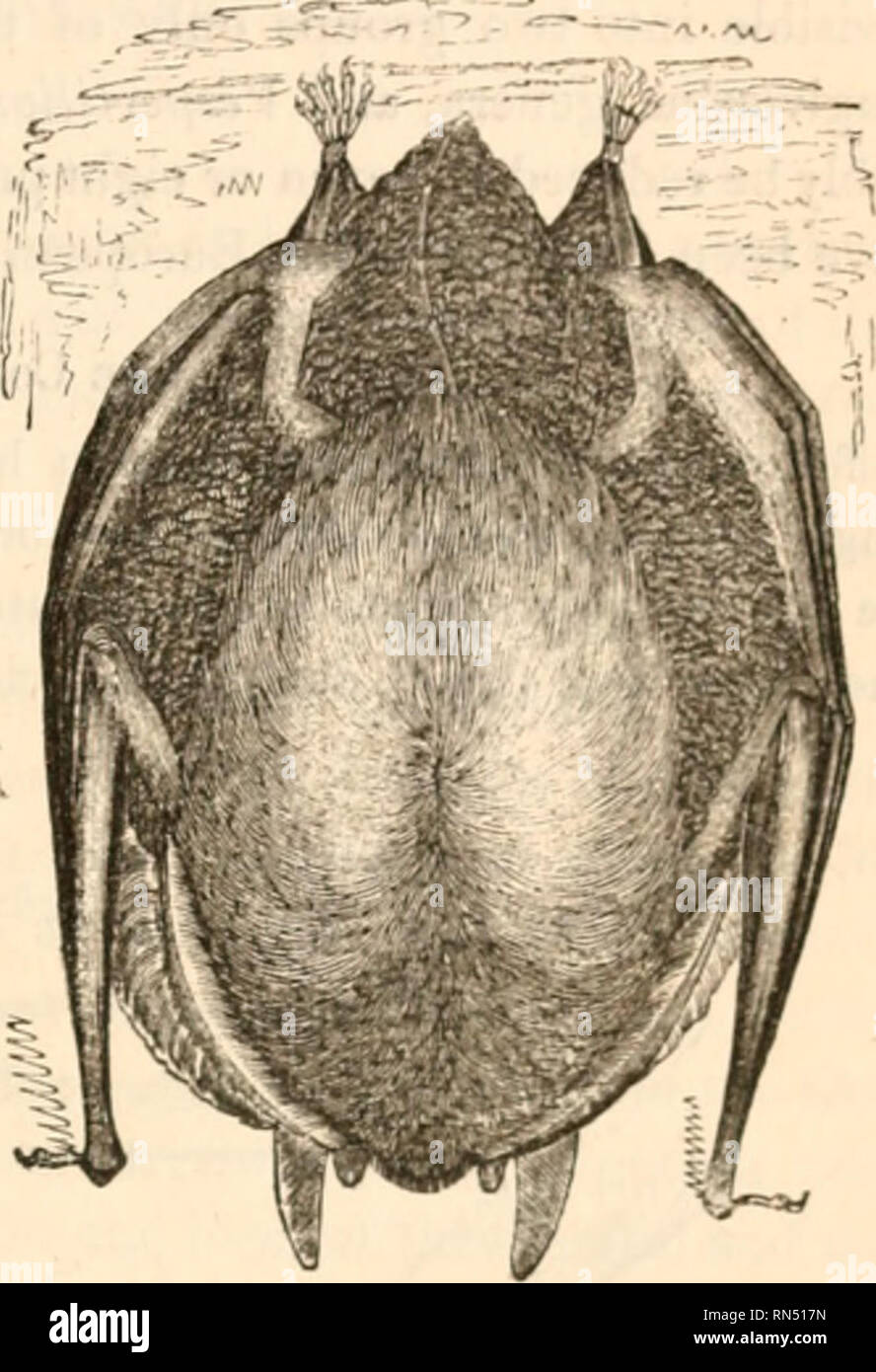 . The animal kingdom, arranged after its organization, forming a ...