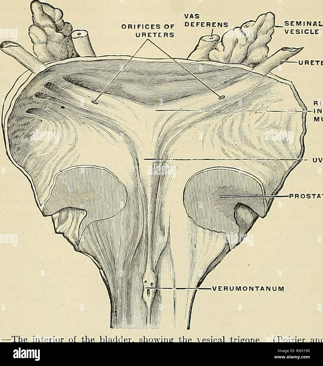 Bl bladder hi-res stock photography and images - Alamy