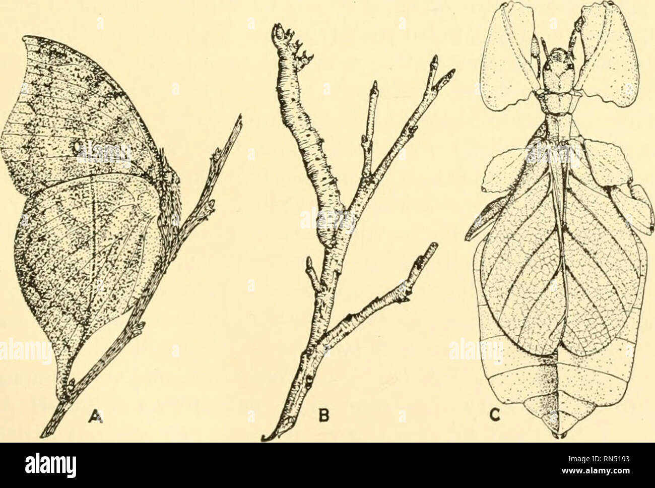 . Animal biology. Zoology; Biology. CD H G Fig. 304.— Mimicry. Several ...