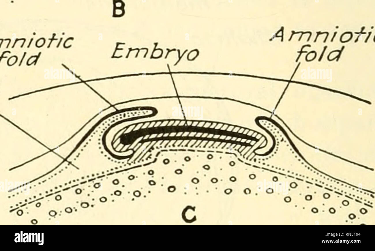 Extra embryonic hi-res stock photography and images - Alamy