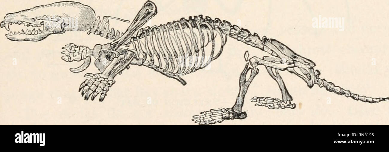 . Animal biology; Human biology. Parts II & III of First course in ...