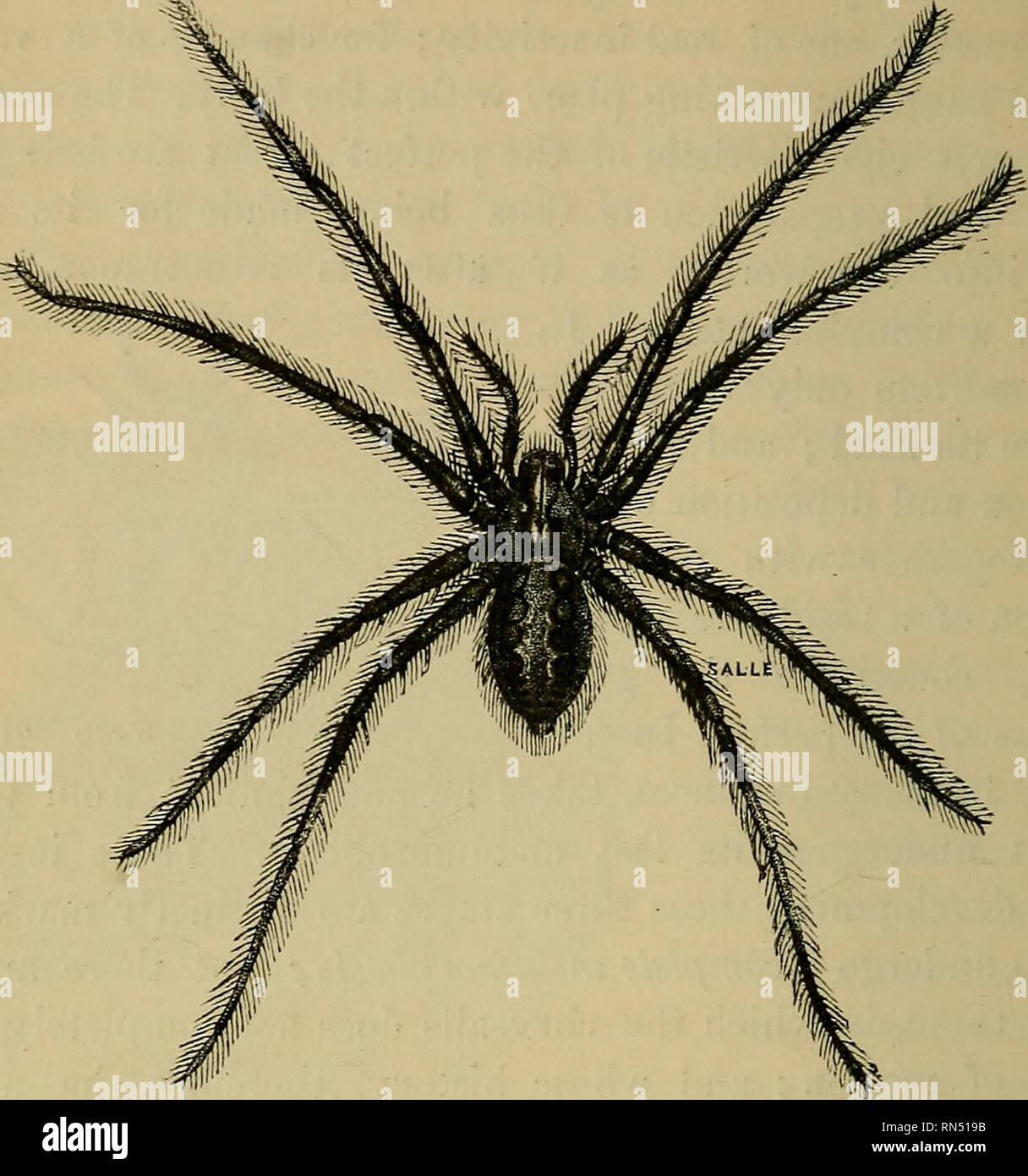 Resemble spider legs hi-res stock photography and images - Alamy