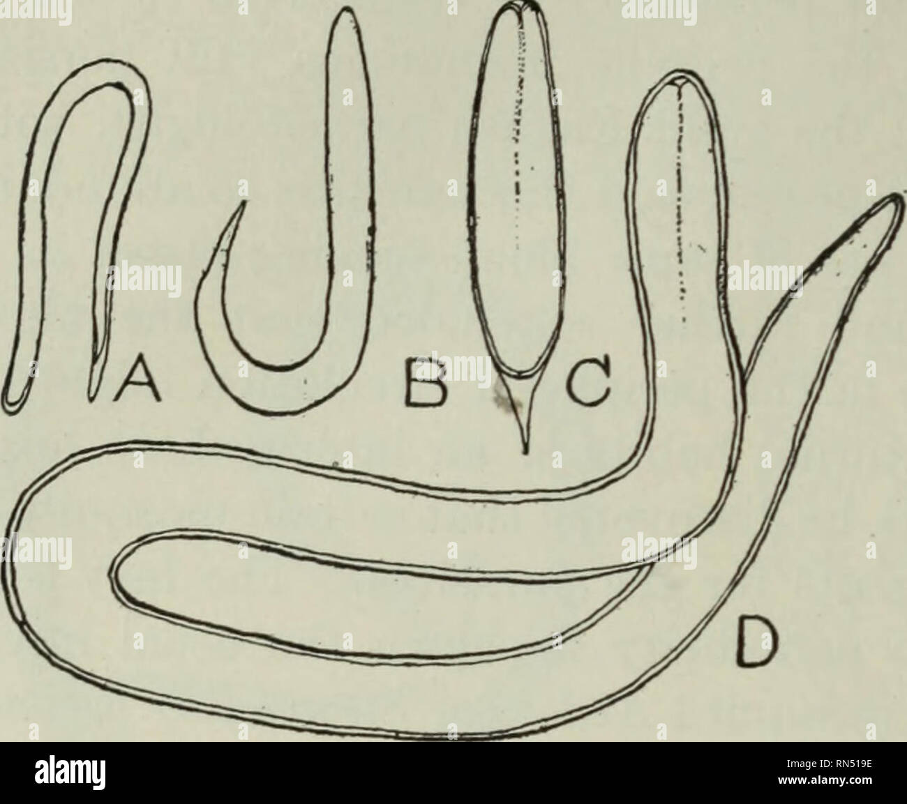 . Animal parasites and human disease. Parasites; Medical parasitology ...