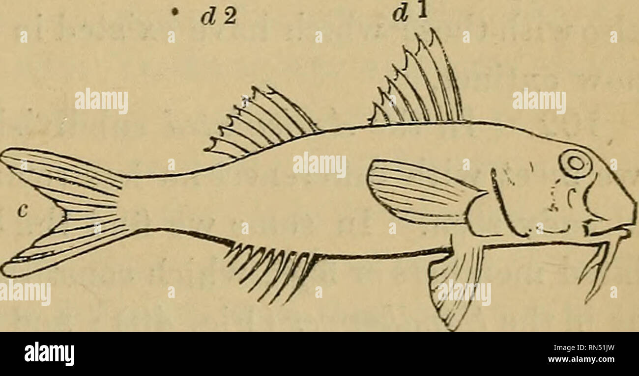 Vertebral Processes High Resolution Stock Photography and Images - Alamy
