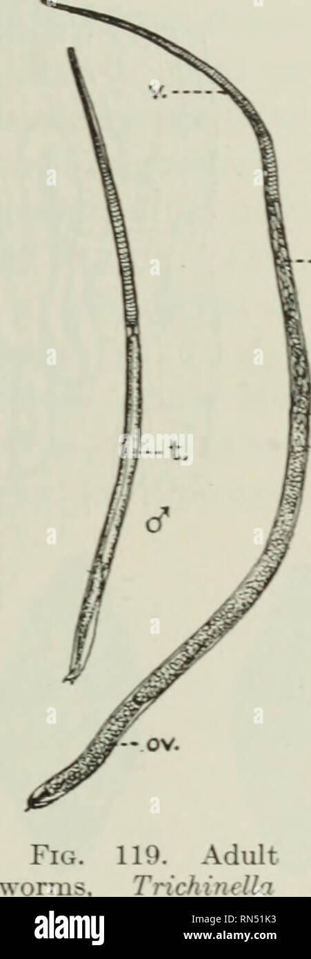 . Animal parasites and human disease. Parasites; Medical parasitology ...