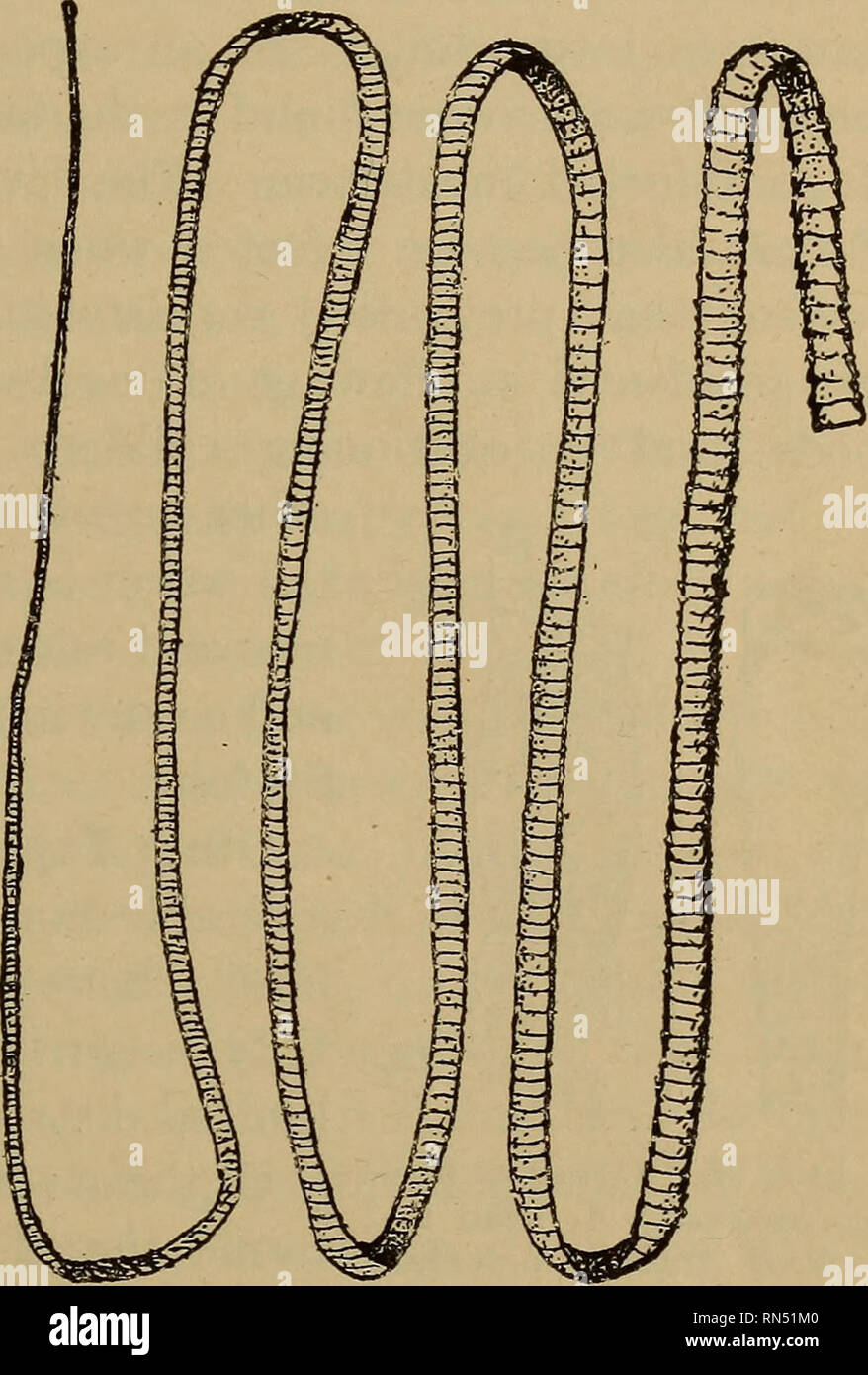 Dwarf tapeworm hi-res stock photography and images - Alamy