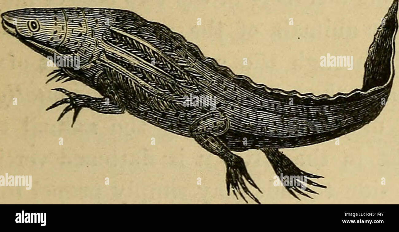 . Animal physiology. Physiology, Comparative; Physiology, Comparative ...