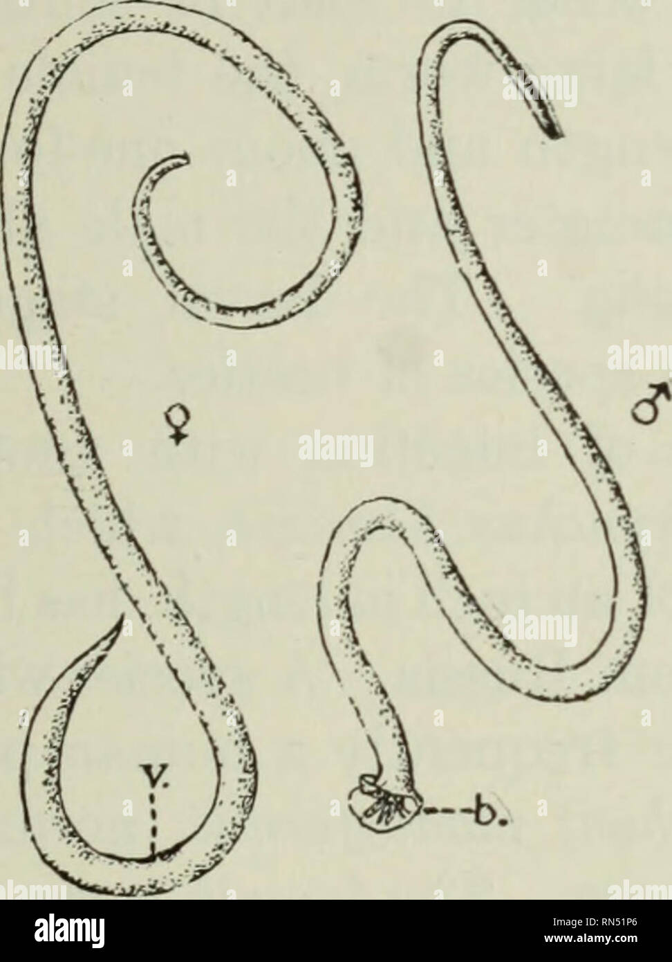 Human hookworms hi-res stock photography and images - Alamy