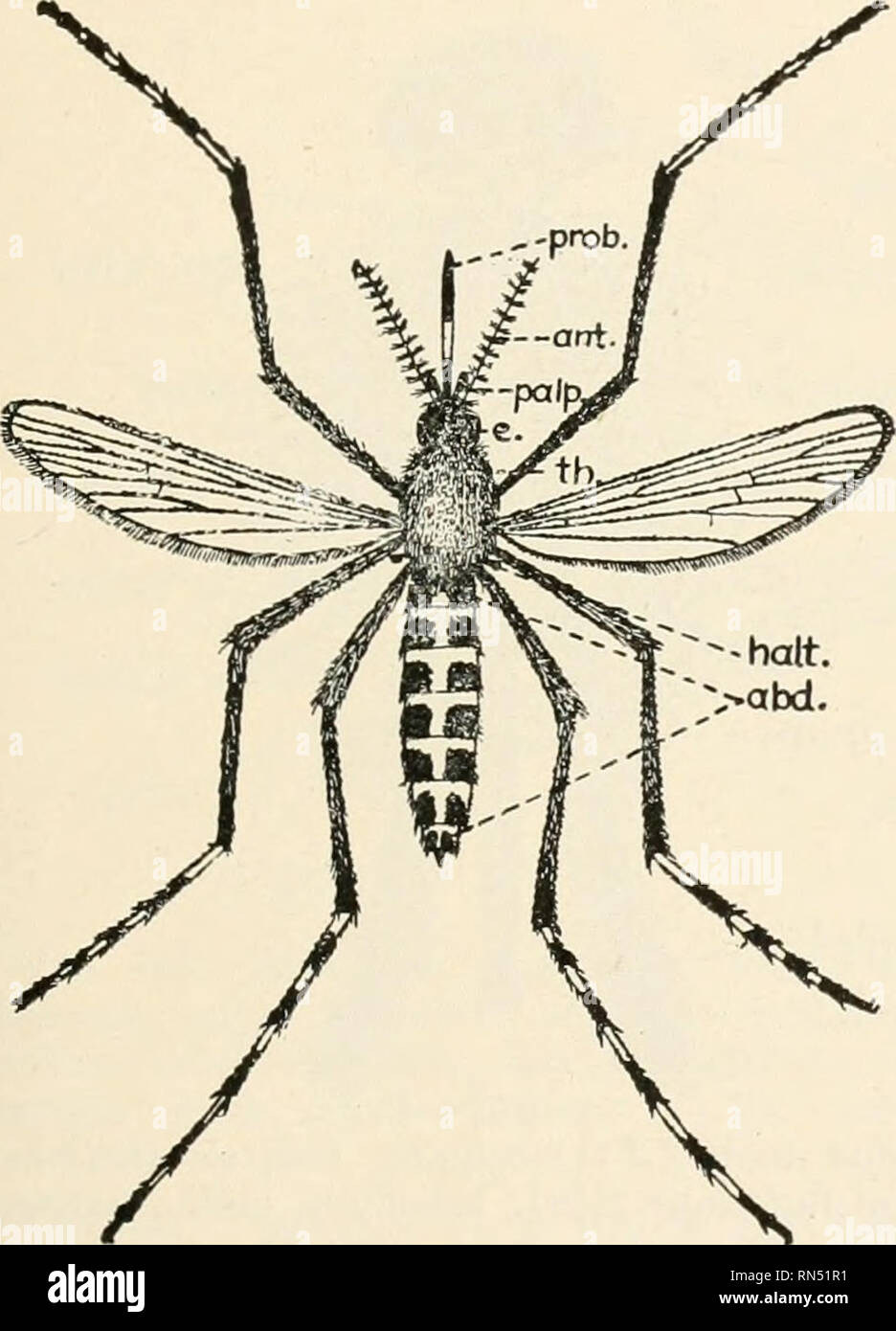 Phlebotomus hi-res stock photography and images - Alamy