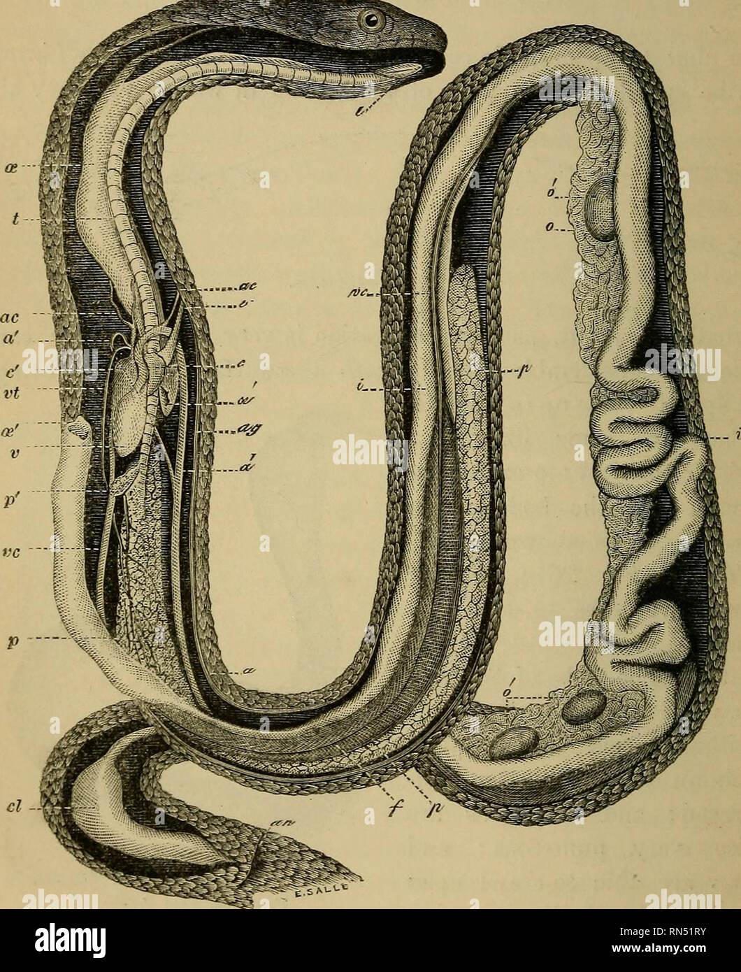 . Animal physiology. Physiology, Comparative; Physiology, Comparative ...