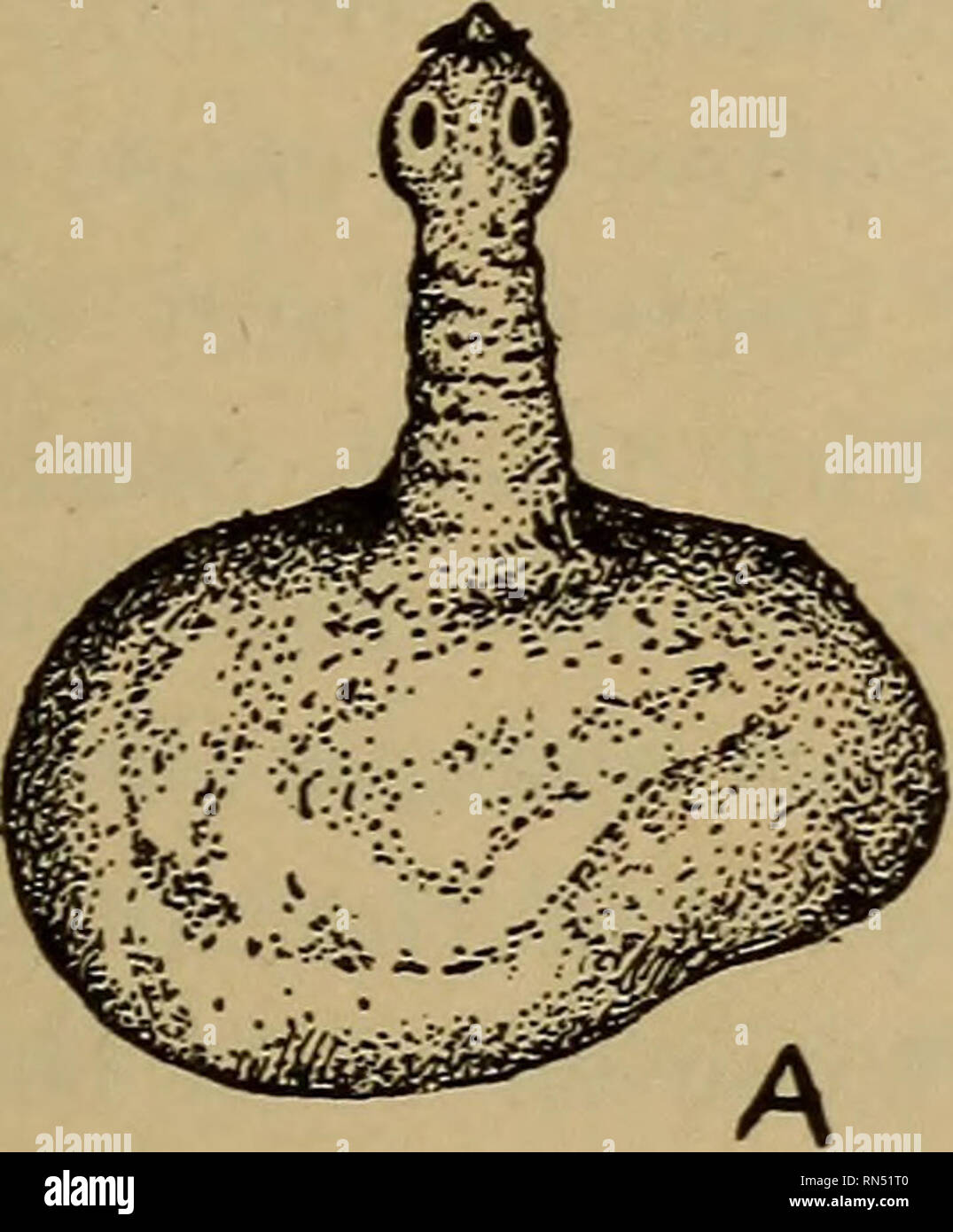 Tapeworm scolex hi-res stock photography and images - Alamy