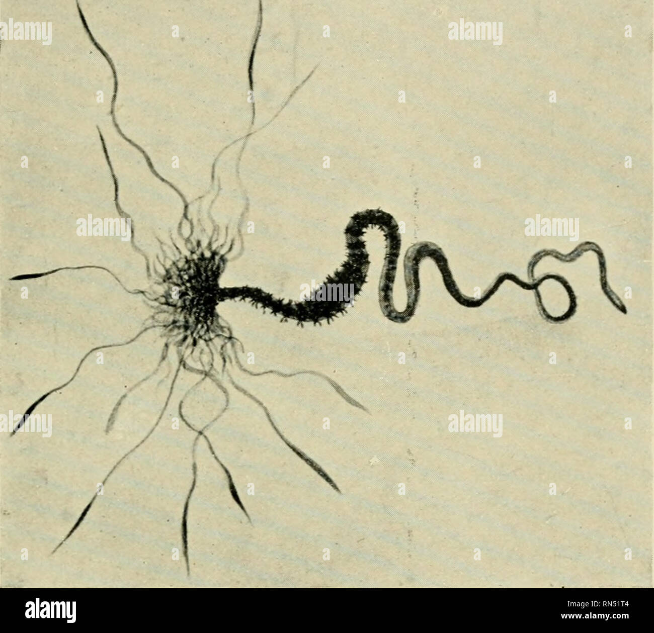 Parchment tube worm hi-res stock photography and images - Alamy