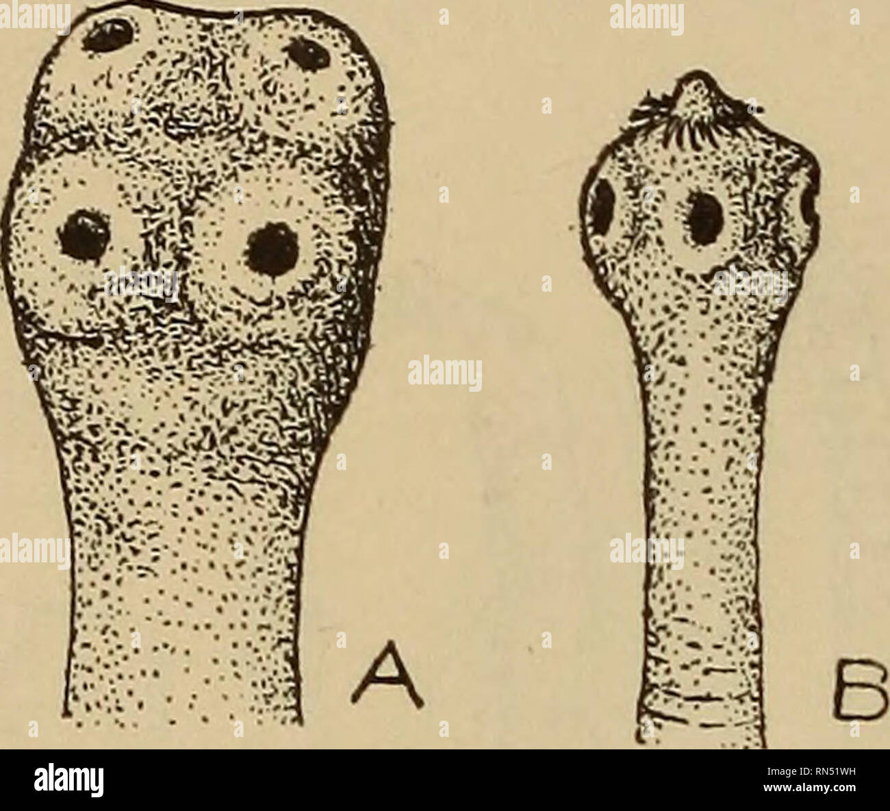 Proglottid hi-res stock photography and images - Alamy