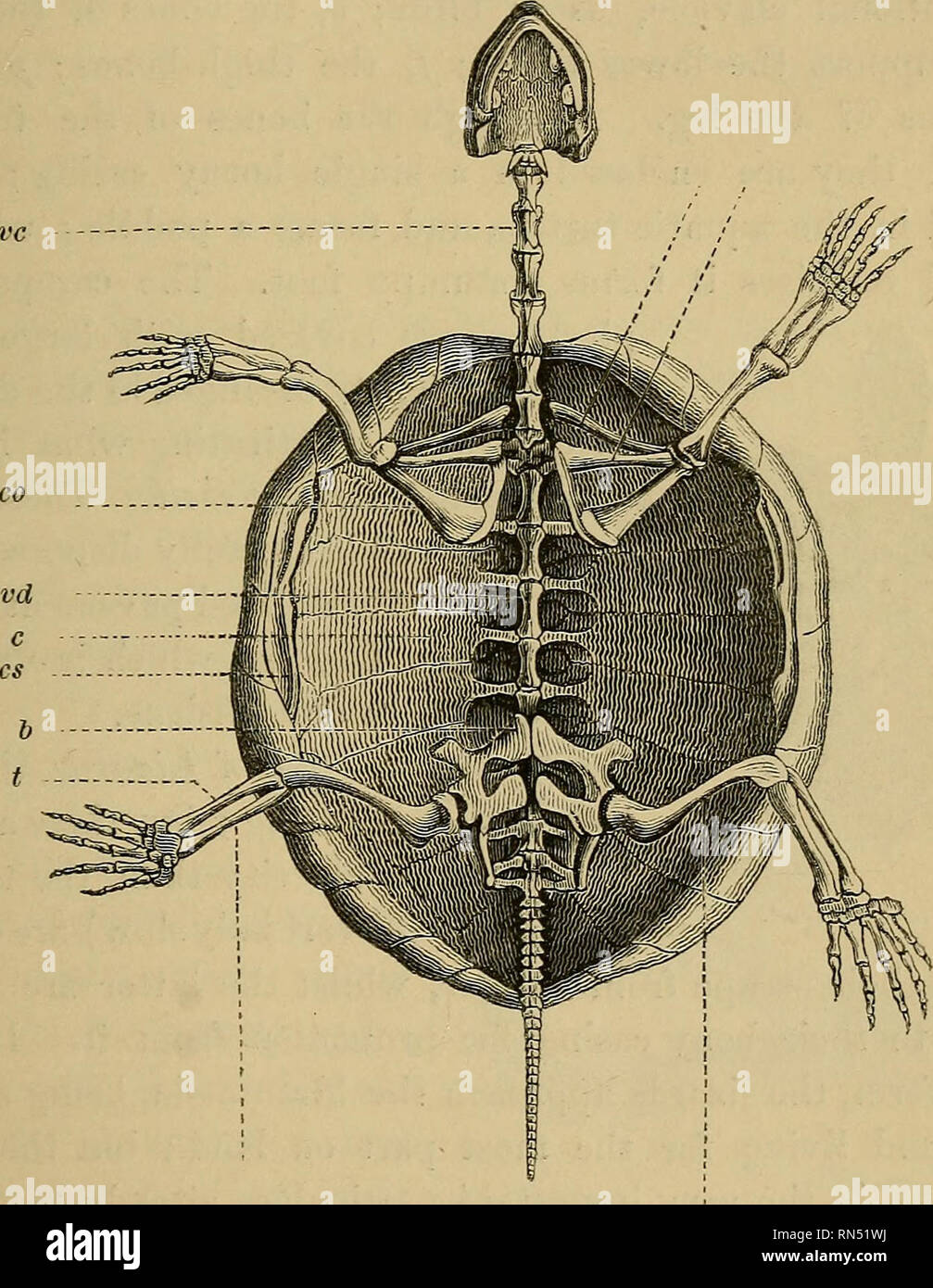 . Animal physiology. Physiology, Comparative; Physiology, Comparative ...