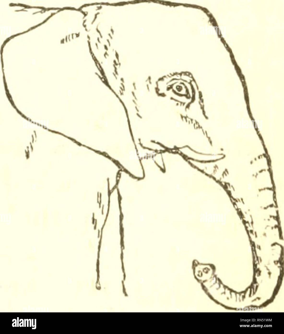 . Animal physiology. Physiology, Comparative. PREHENSION OF FOOD. 163 ...