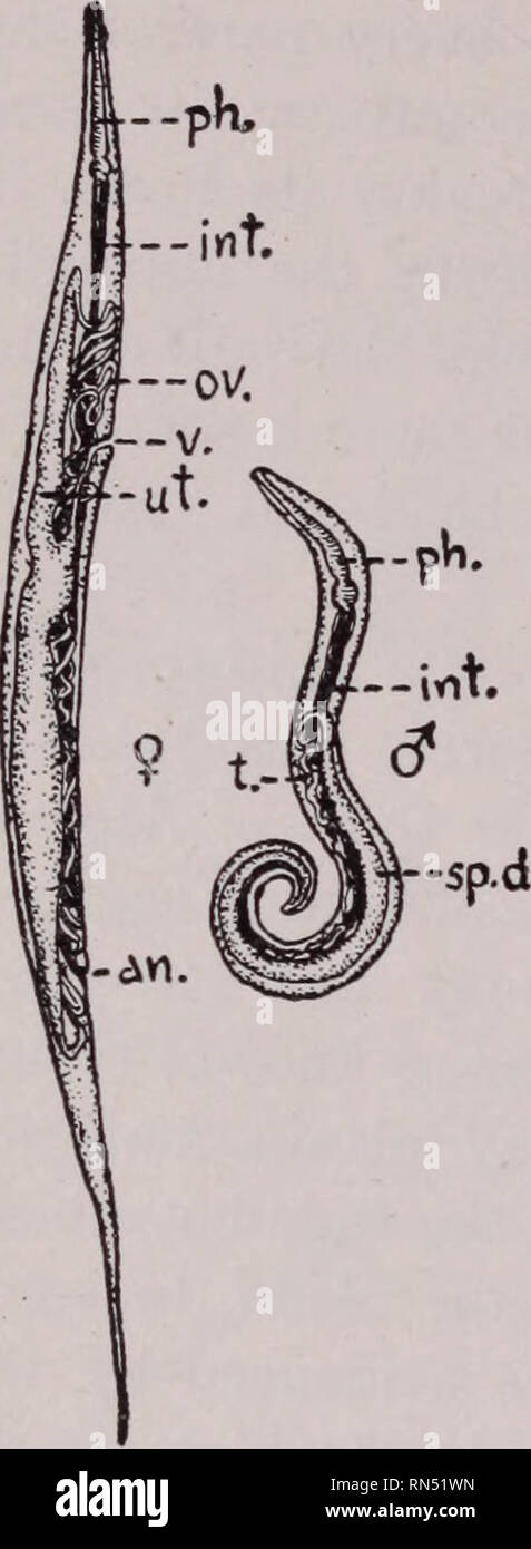 Night faeces hi-res stock photography and images - Alamy