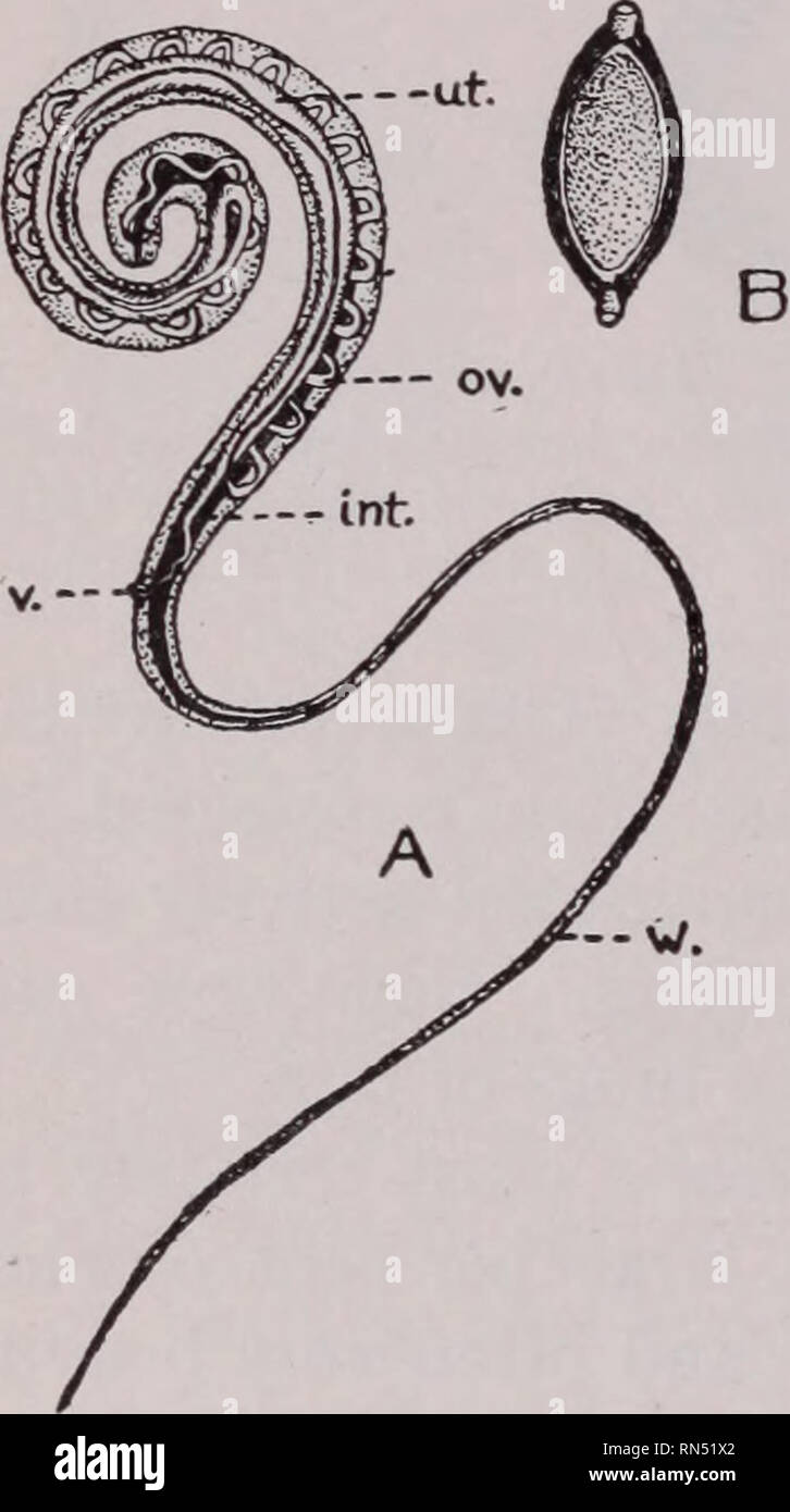 Ascaris roundworms hi-res stock photography and images - Alamy