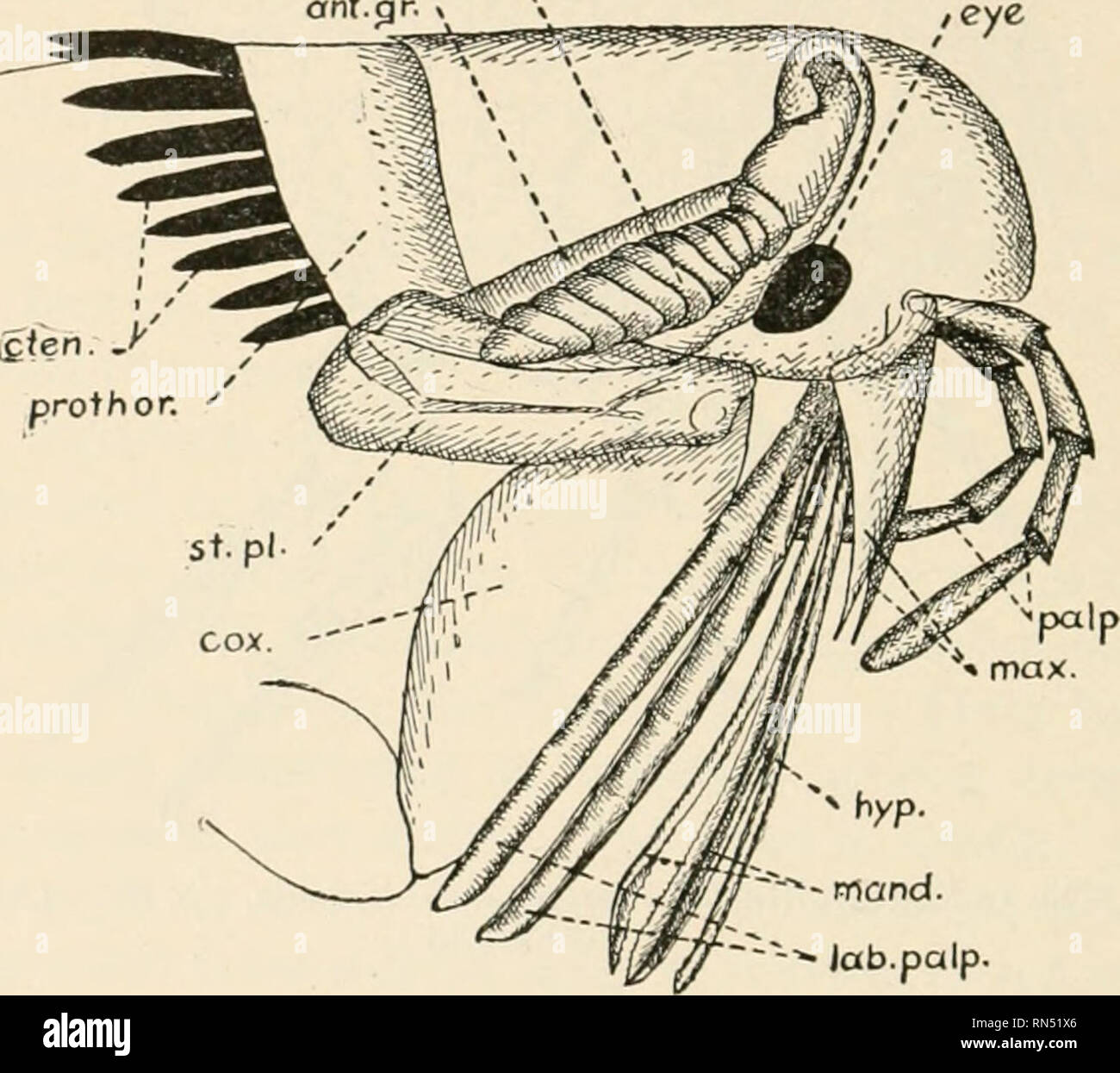 . Animal parasites and human disease. Insects as carriers of disease ...