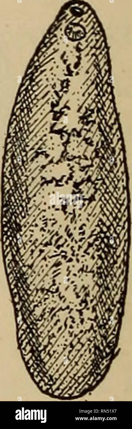 Fasciolopsis hi-res stock photography and images - Alamy