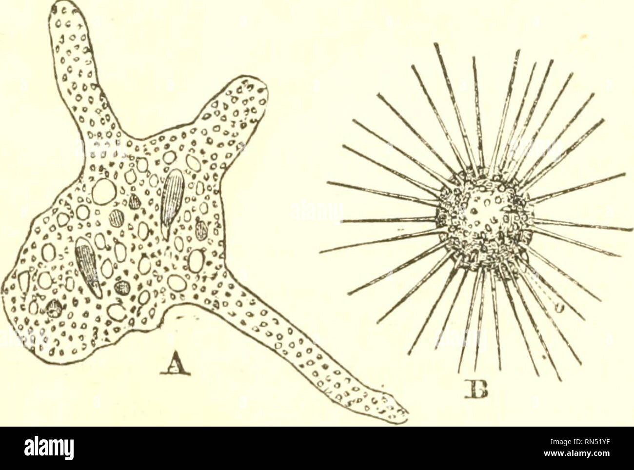 . Animal physiology. Physiology, Comparative. STRUCTURE OF PROTOZOA ...