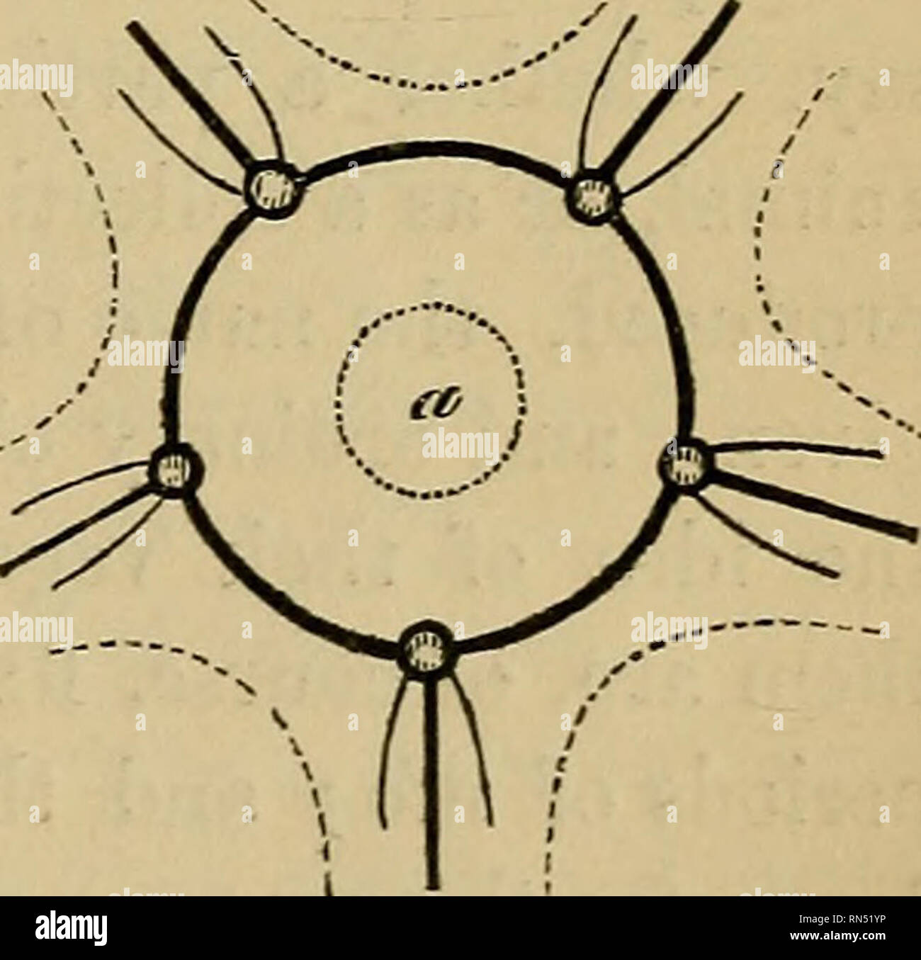 . Animal physiology. Physiology, Comparative; Physiology, Comparative ...