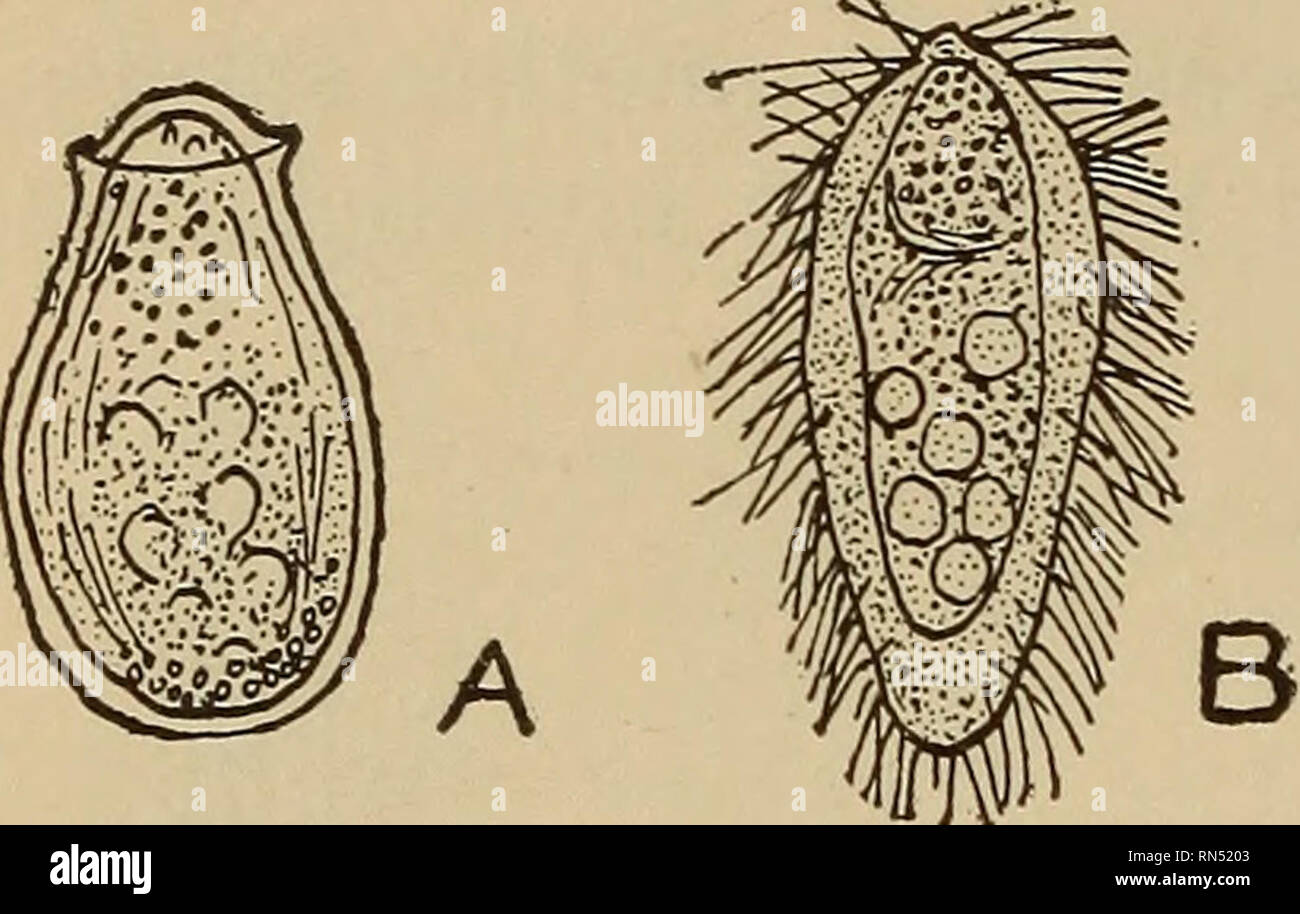 Miracidia High Resolution Stock Photography and Images - Alamy