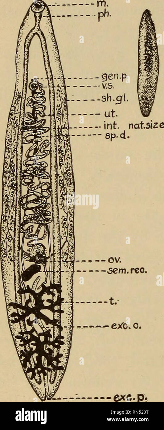 Liver fluke human hi-res stock photography and images - Alamy