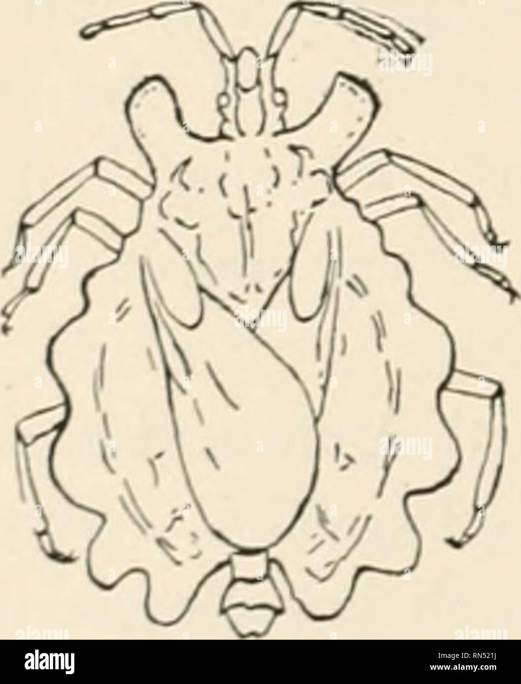 Insects As Carriers Of Disease Pictures