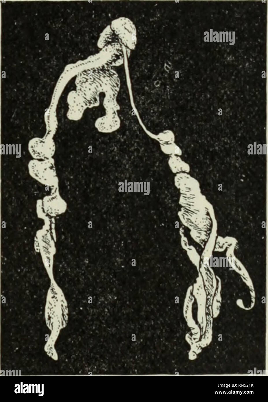 . Animal parasites and human disease. Parasites; Medical parasitology ...
