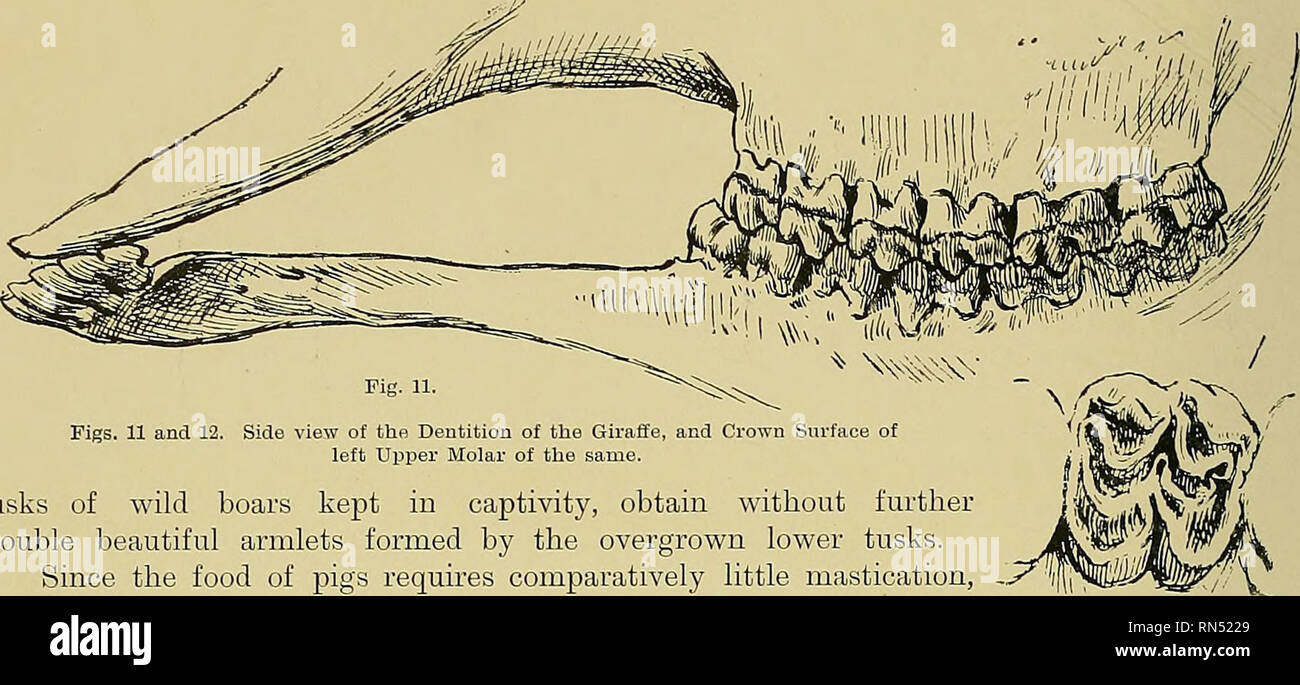 . Animal Life and the World of Nature; A magazine of Natural History ...