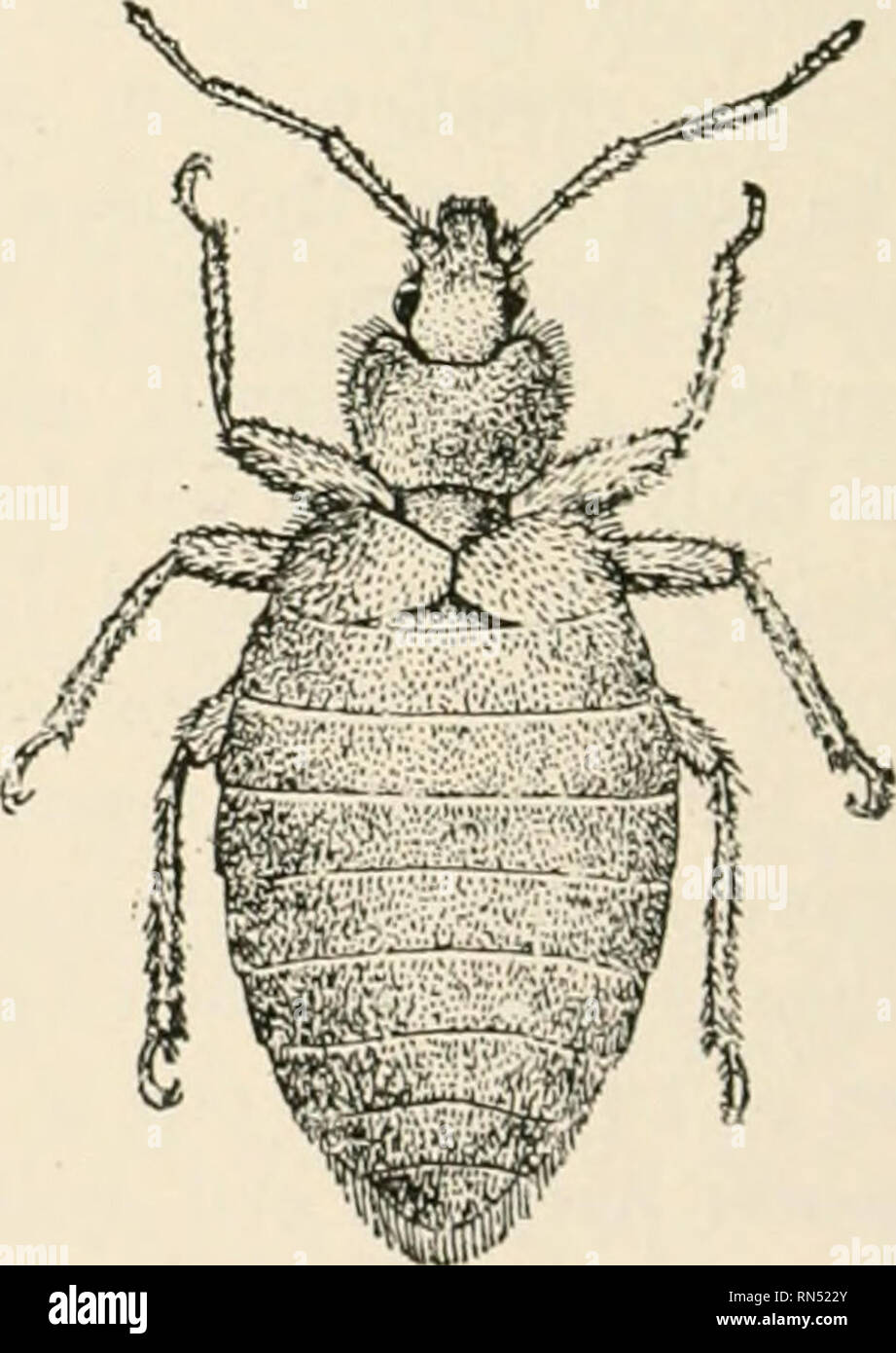 . Animal parasites and human disease. Insects as carriers of disease ...