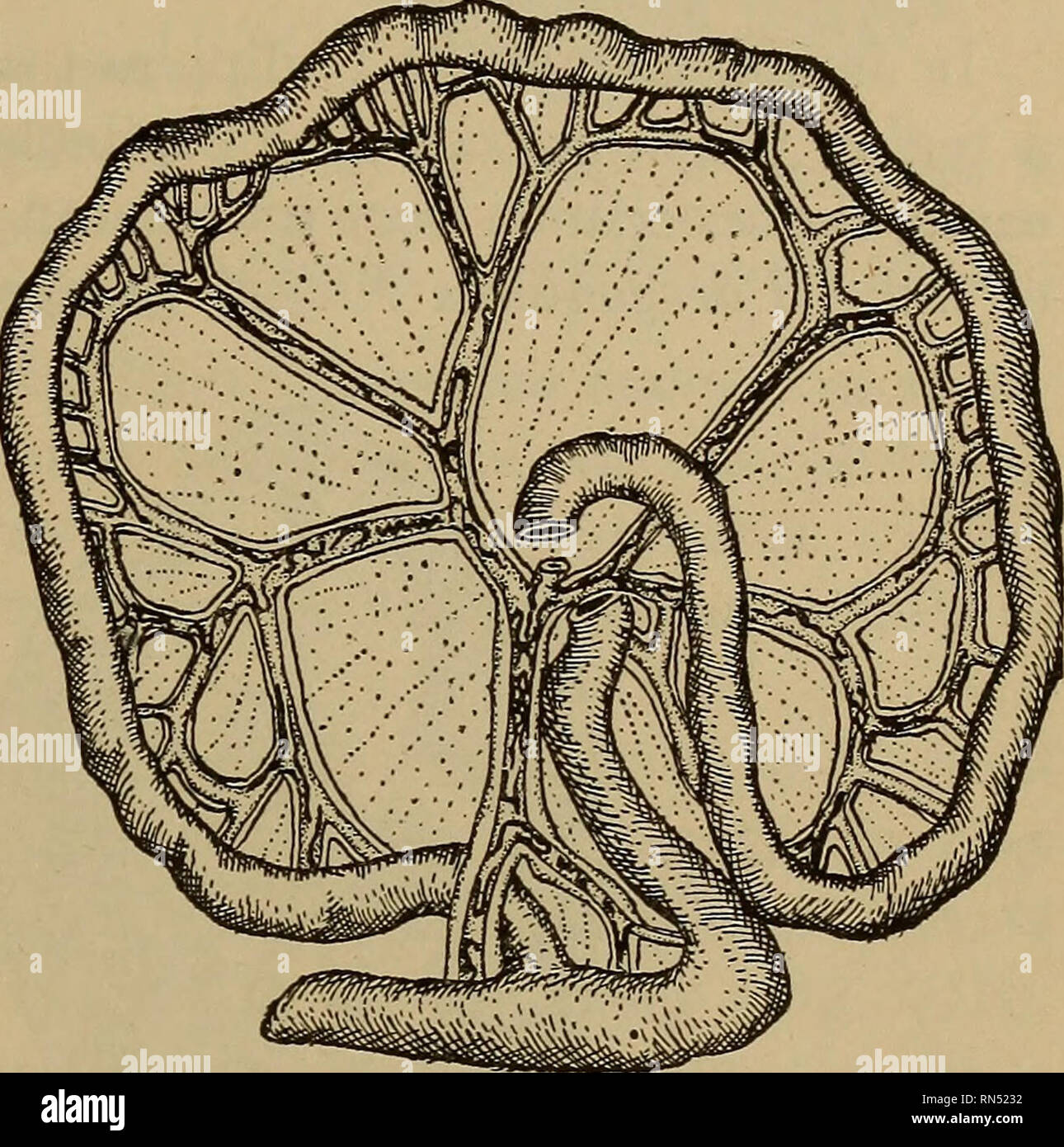 Human liver fluke hi-res stock photography and images - Alamy