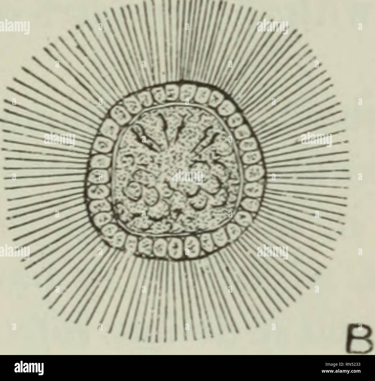. Animal parasites and human disease. Parasites; Medical parasitology ...