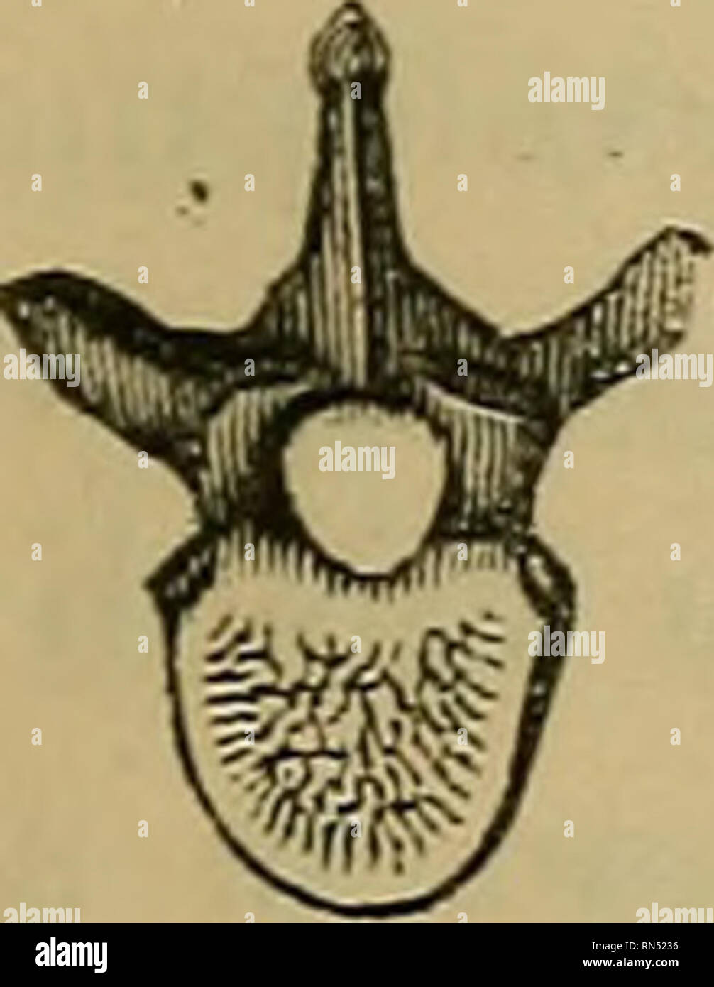 . Animal physiology. Physiology, Comparative; Physiology, Comparative ...