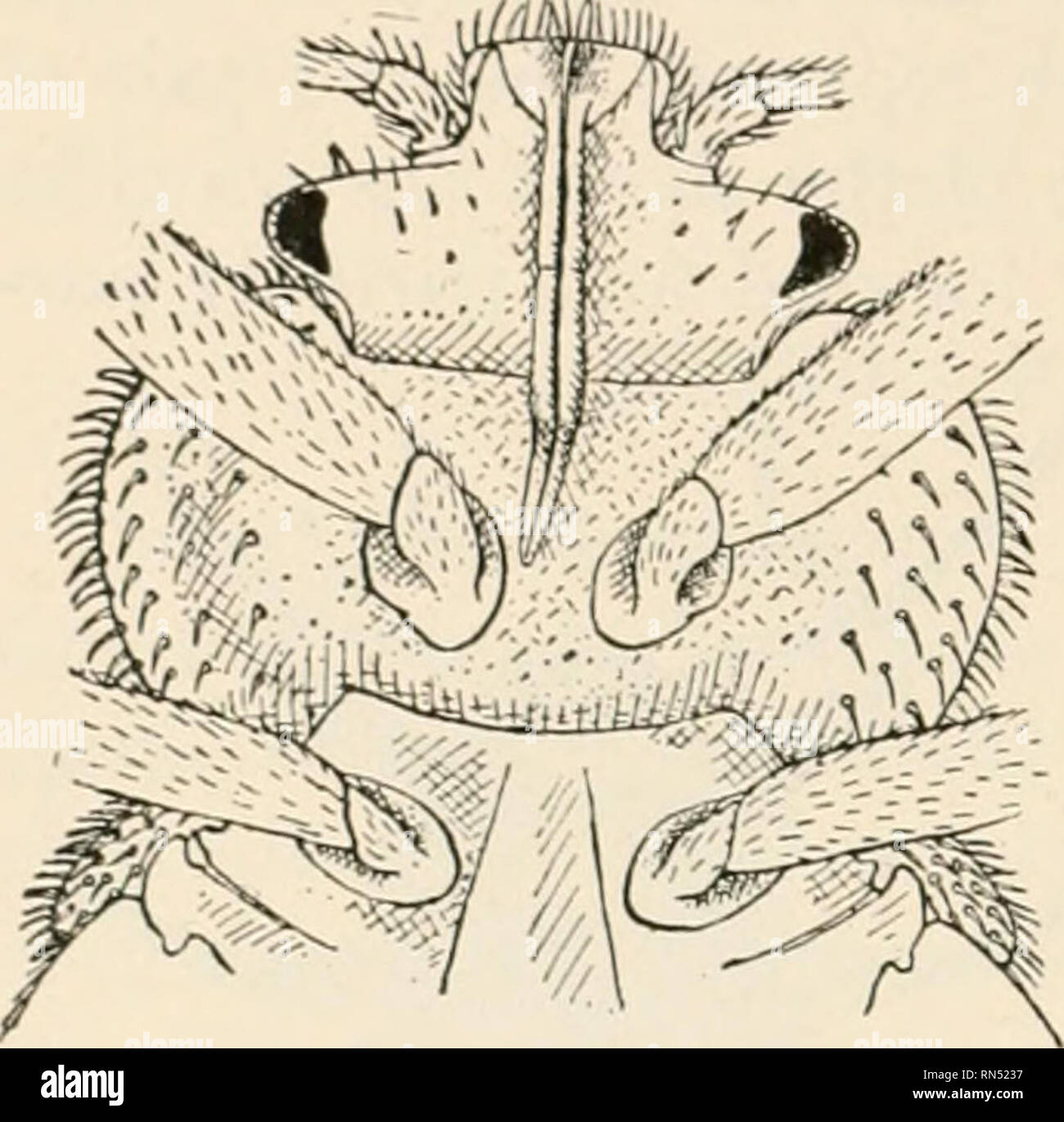 . Animal parasites and human disease. Insects as carriers of disease ...