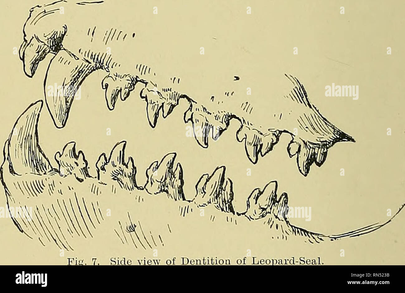 6 whole teeth hi-res stock photography and images - Alamy