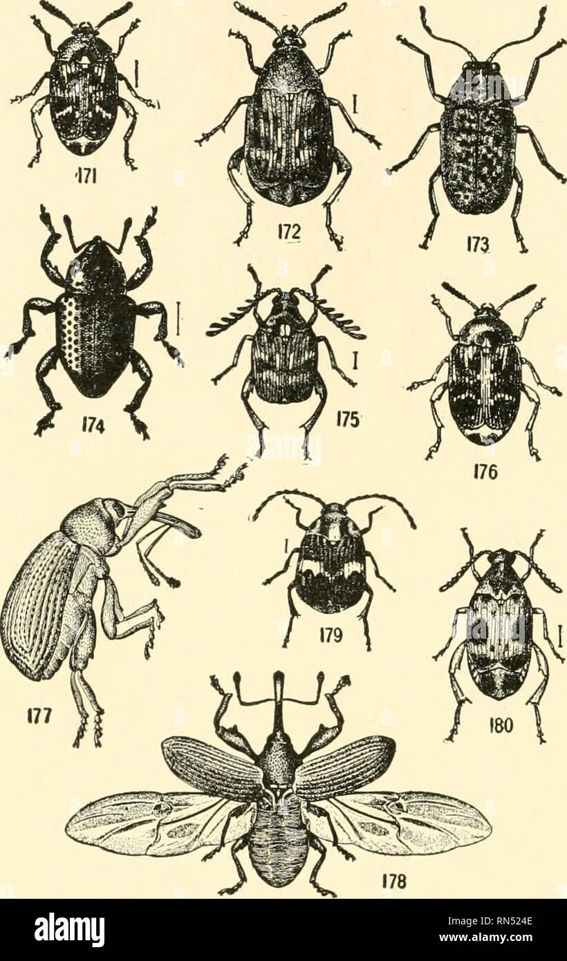 Angels insects hi-res stock photography and images - Alamy