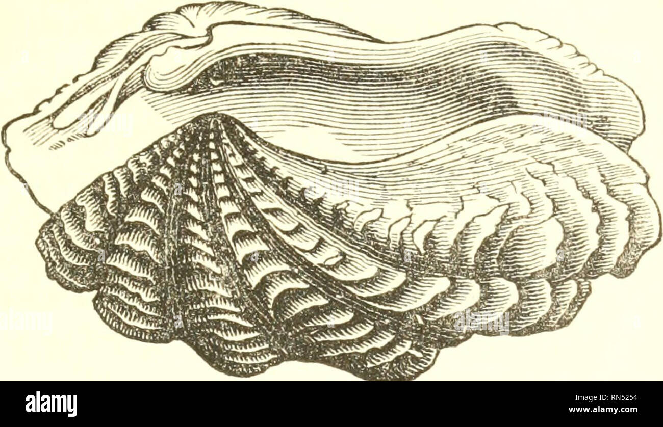 Single animal leaving the water hi-res stock photography and images - Alamy