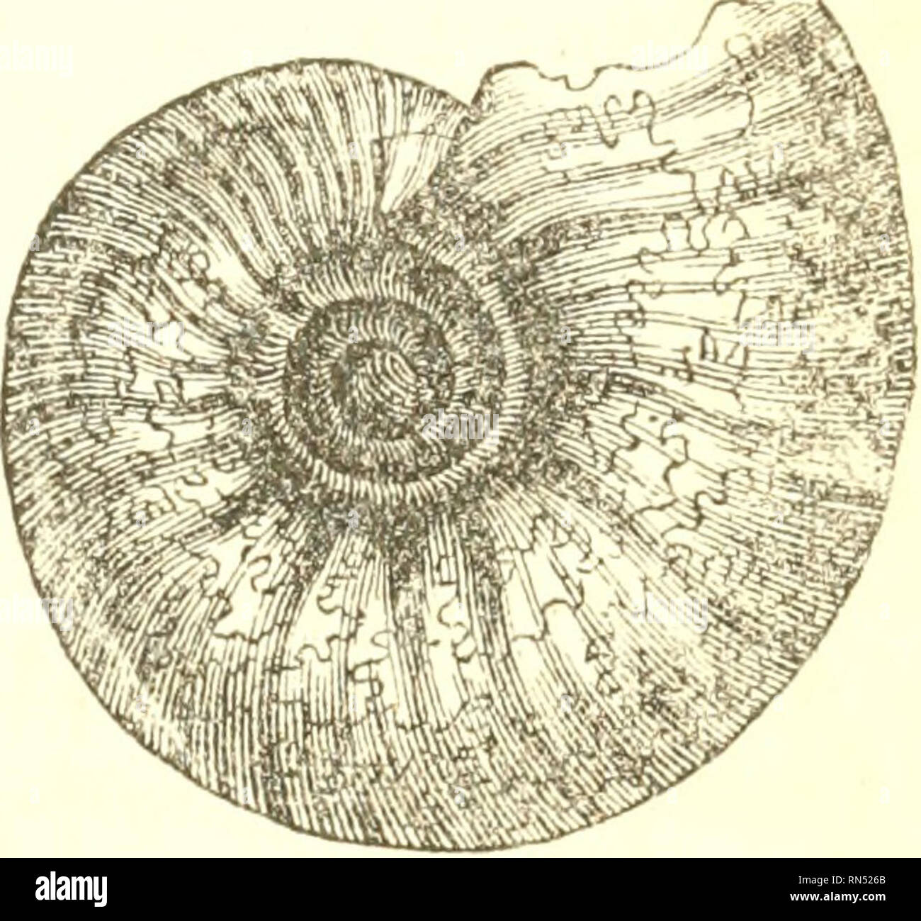 Ammonite physiology hi-res stock photography and images - Alamy