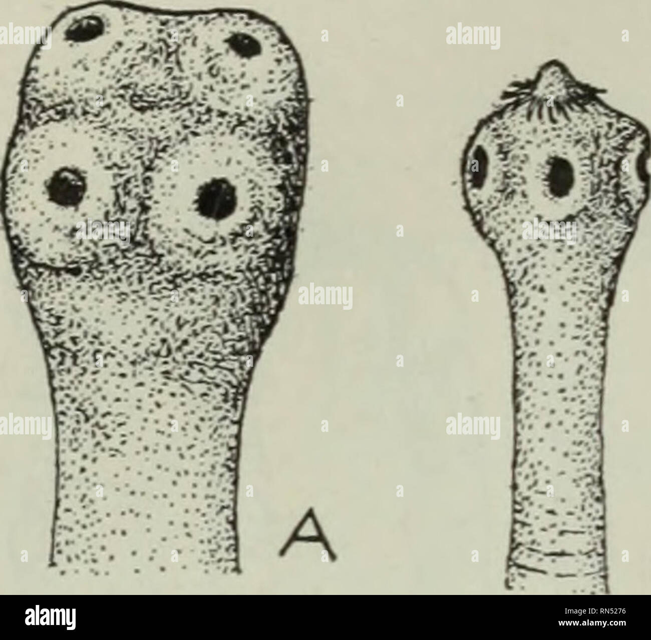 Proglottid hi-res stock photography and images - Alamy