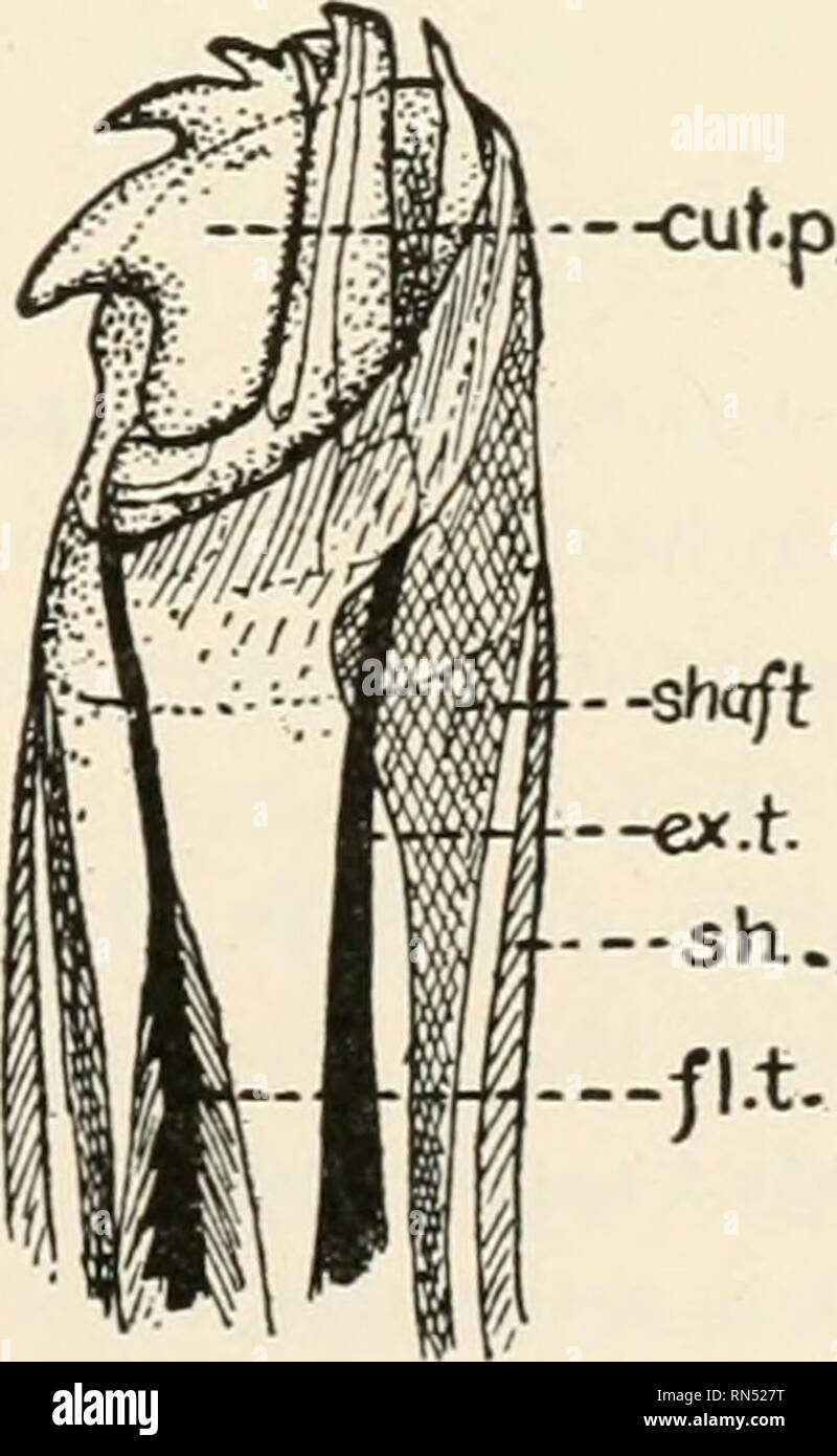 . Animal parasites and human disease. Insects as carriers of disease ...