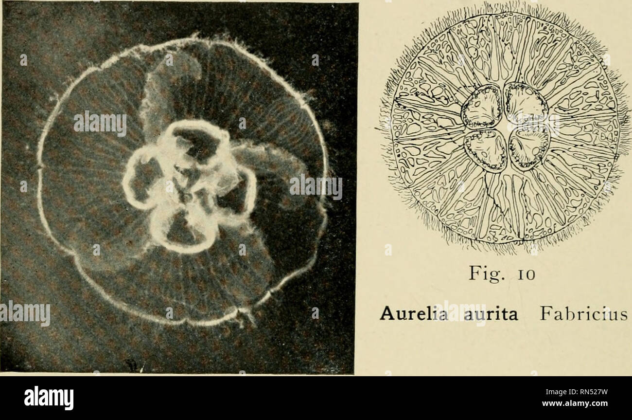 Aurelia Labeled