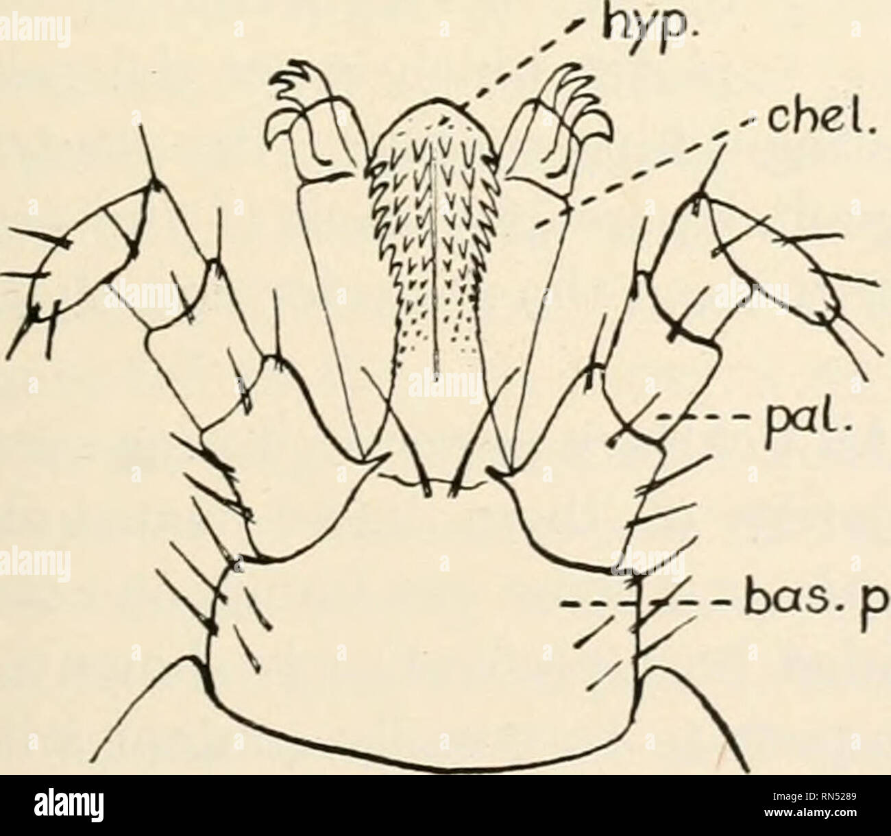 Stomach tick hi-res stock photography and images - Alamy