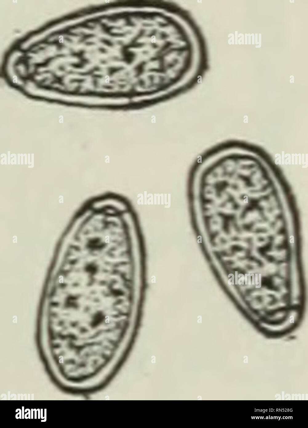 . Animal parasites and human disease. Parasites; Medical parasitology ...