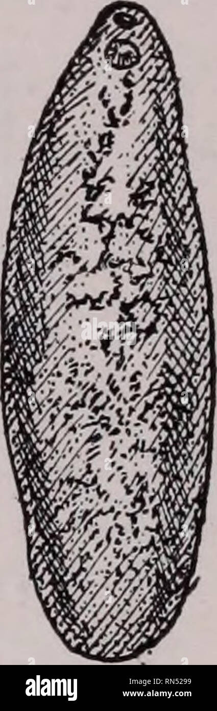 . Animal parasites and human disease. Insect Vectors; Parasites ...