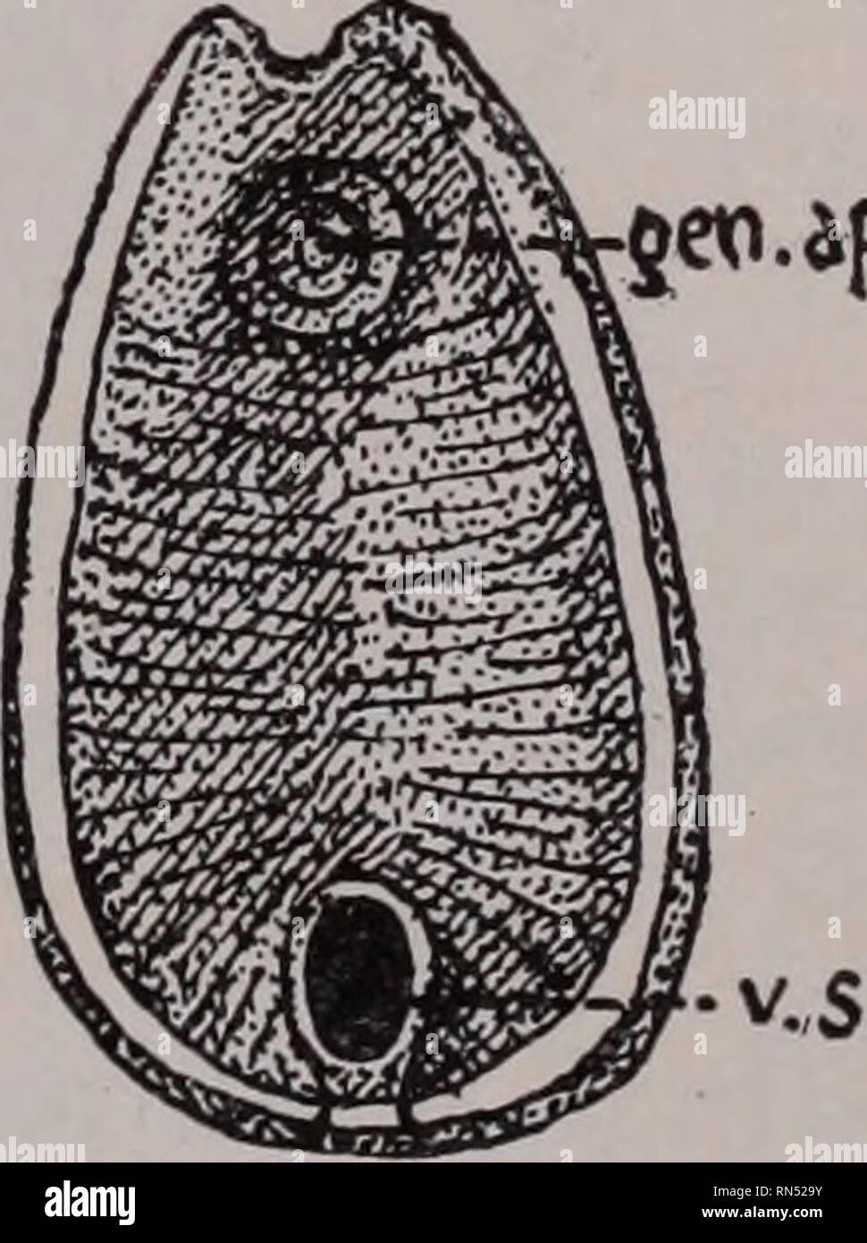 . Animal parasites and human disease. Insect Vectors; Parasites ...
