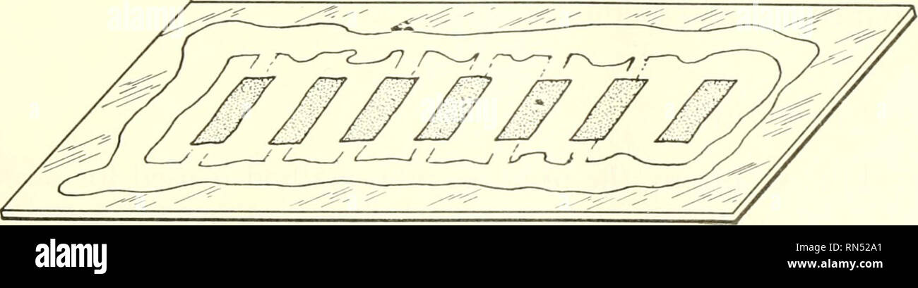 . Animal tissue techniques. Histology -- Technique; Stains and staining ...