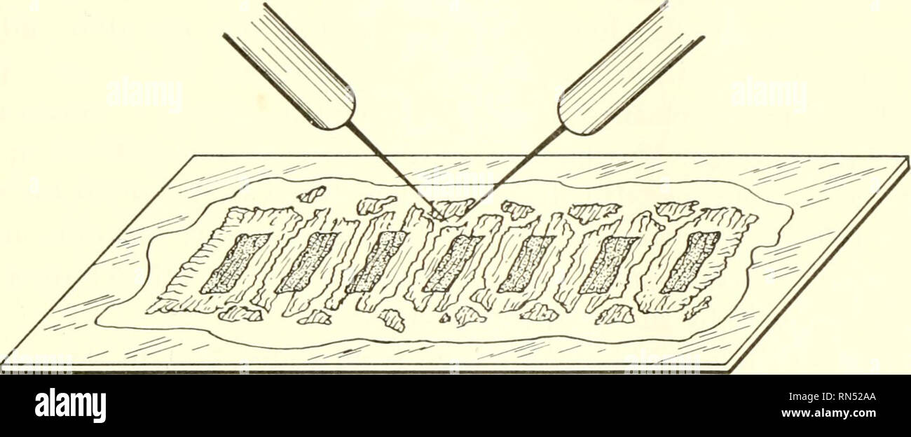 . Animal tissue techniques. Histology -- Technique; Stains and staining ...